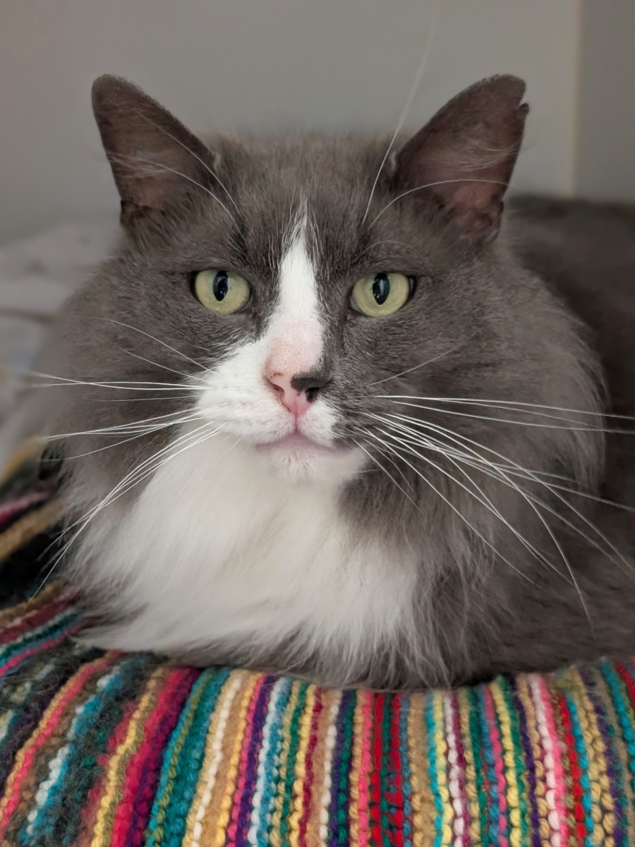 Cruise - Male Domestic Long Hair (DLH) Cat in VIC - PetRescue