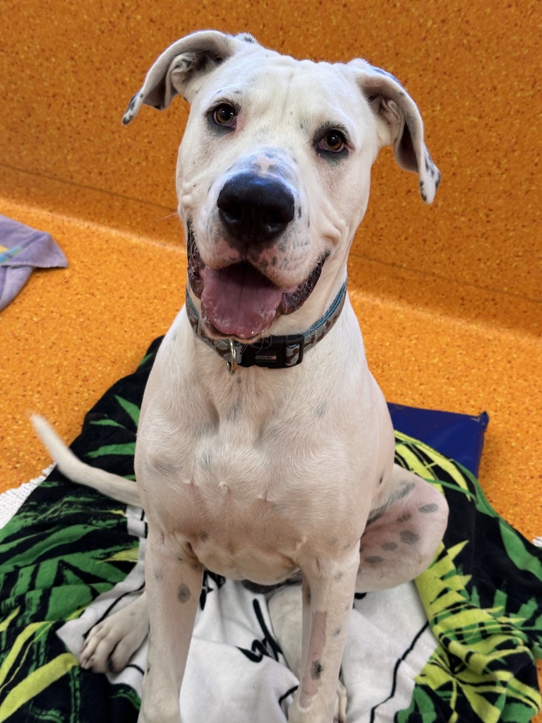 Spots - Large Male Bullmastiff x Great Dane Mix Dog in QLD - PetRescue