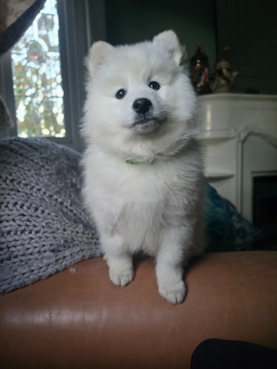 Kizashi - Small Male Japanese Spitz Mix Dog in VIC - PetRescue