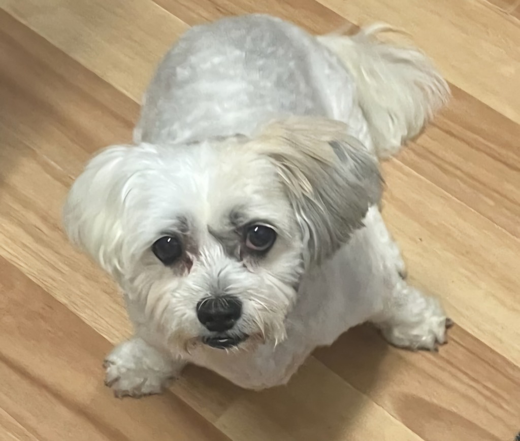 Coco - Small Female Maltese x Shih Tzu Mix Dog in WA - PetRescue