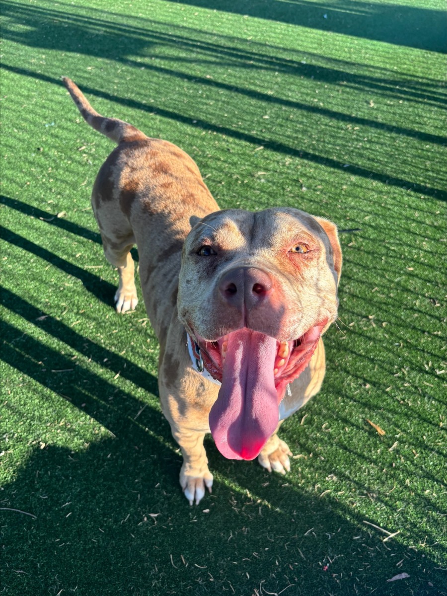 Calico imp 1227 - Large Female American Bulldog Dog in NSW - PetRescue