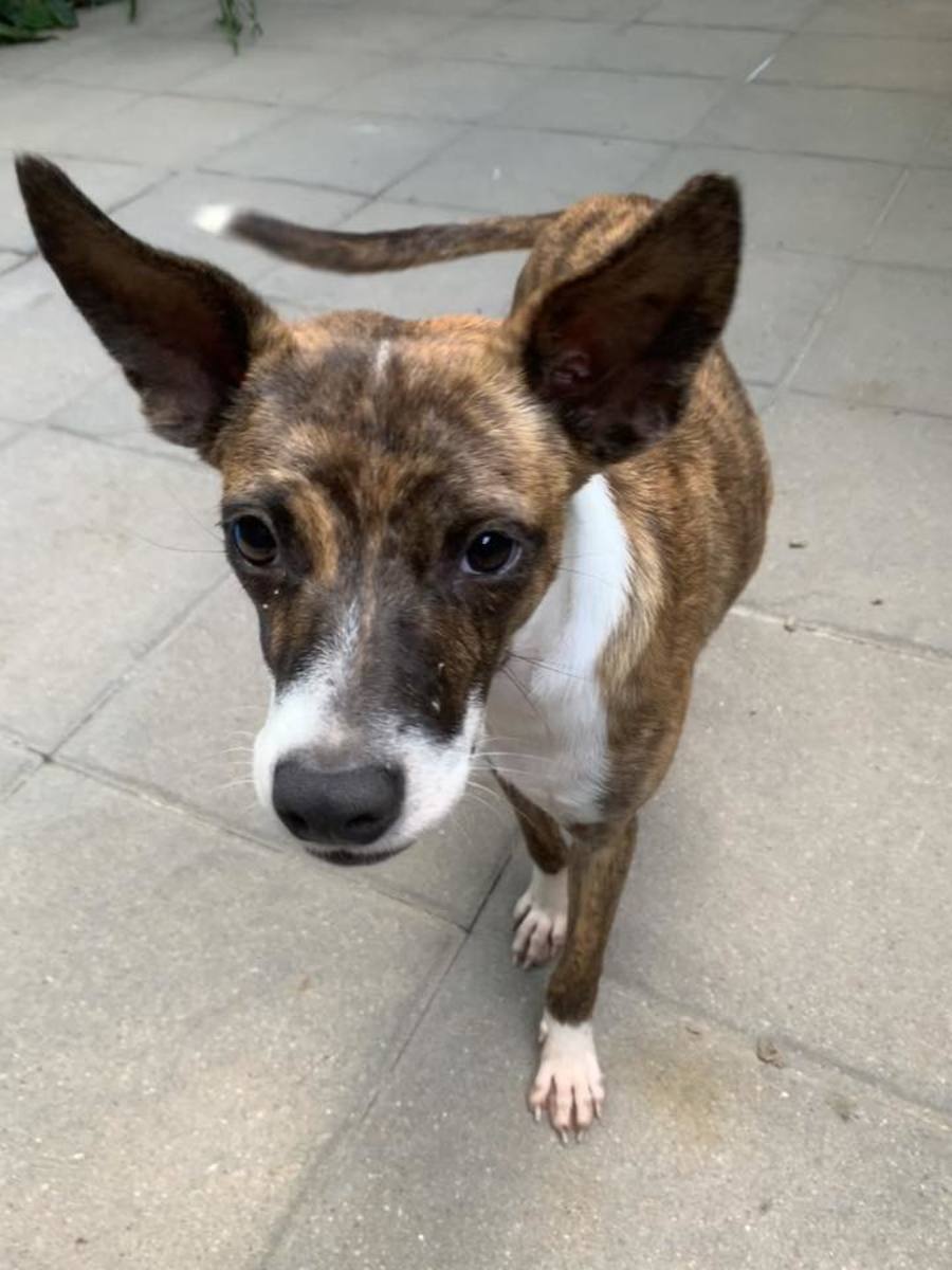 Patsy - Small Female Mixed breed Dog in QLD - PetRescue