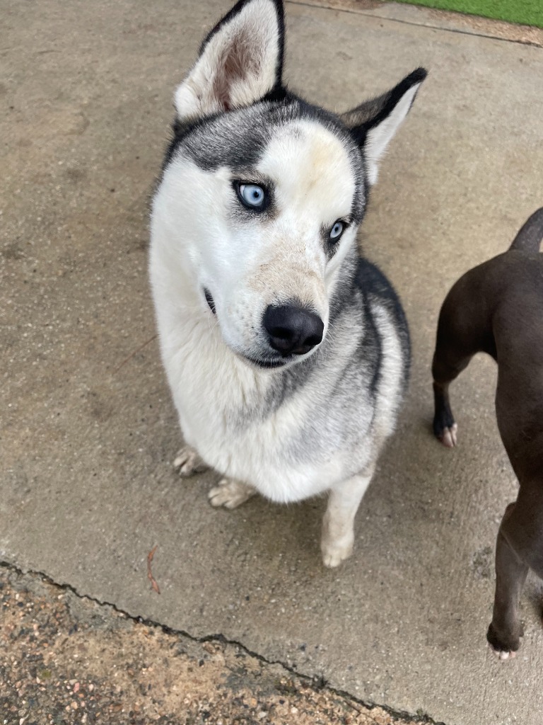 Cheeko - Large Male Mixed breed Dog in NSW - PetRescue