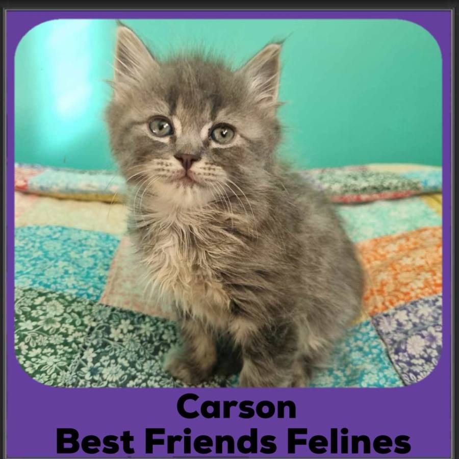 Carson - Male Domestic Medium Hair (DMH) Cat in QLD - PetRescue