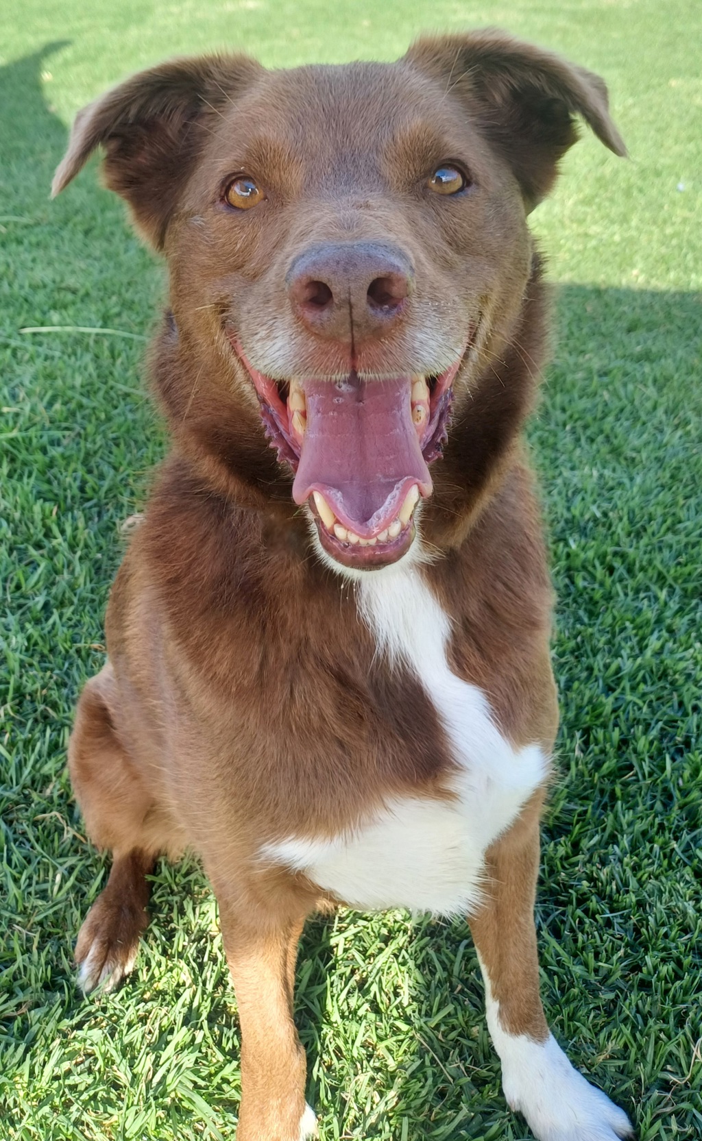 Badger - Medium Male Border Collie Dog in VIC - PetRescue