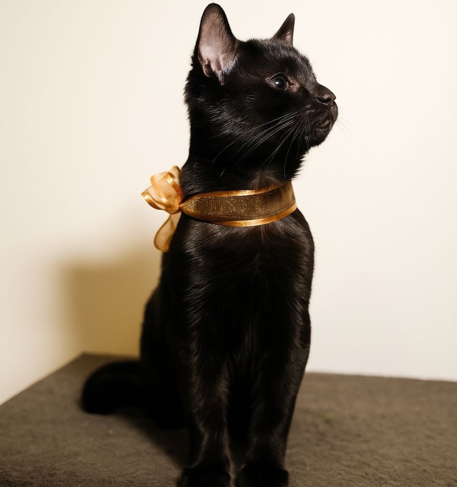 Elain - Female Domestic Medium Hair (DMH) Cat in NSW - PetRescue