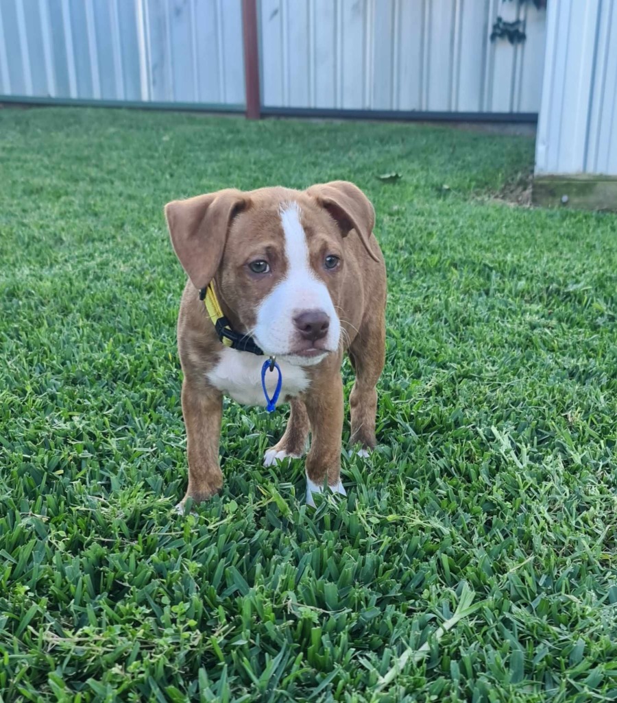 Nutmeg - 4 Month Old Staffy X - Medium Female American Staffordshire Terrier Mix Dog in NSW ...