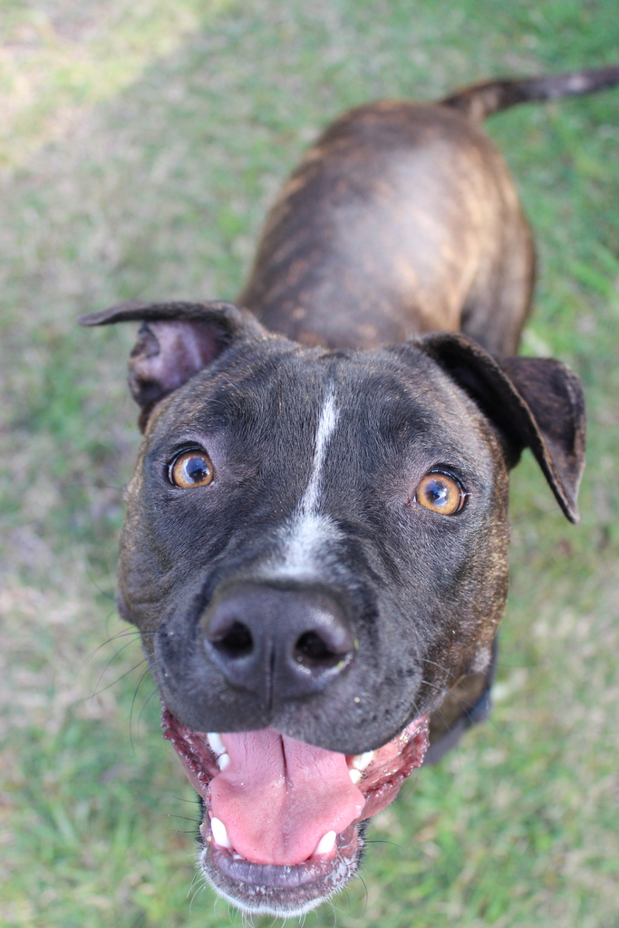 Luna - Medium Female Boxer x English Staffordshire Bull Terrier Mix Dog ...