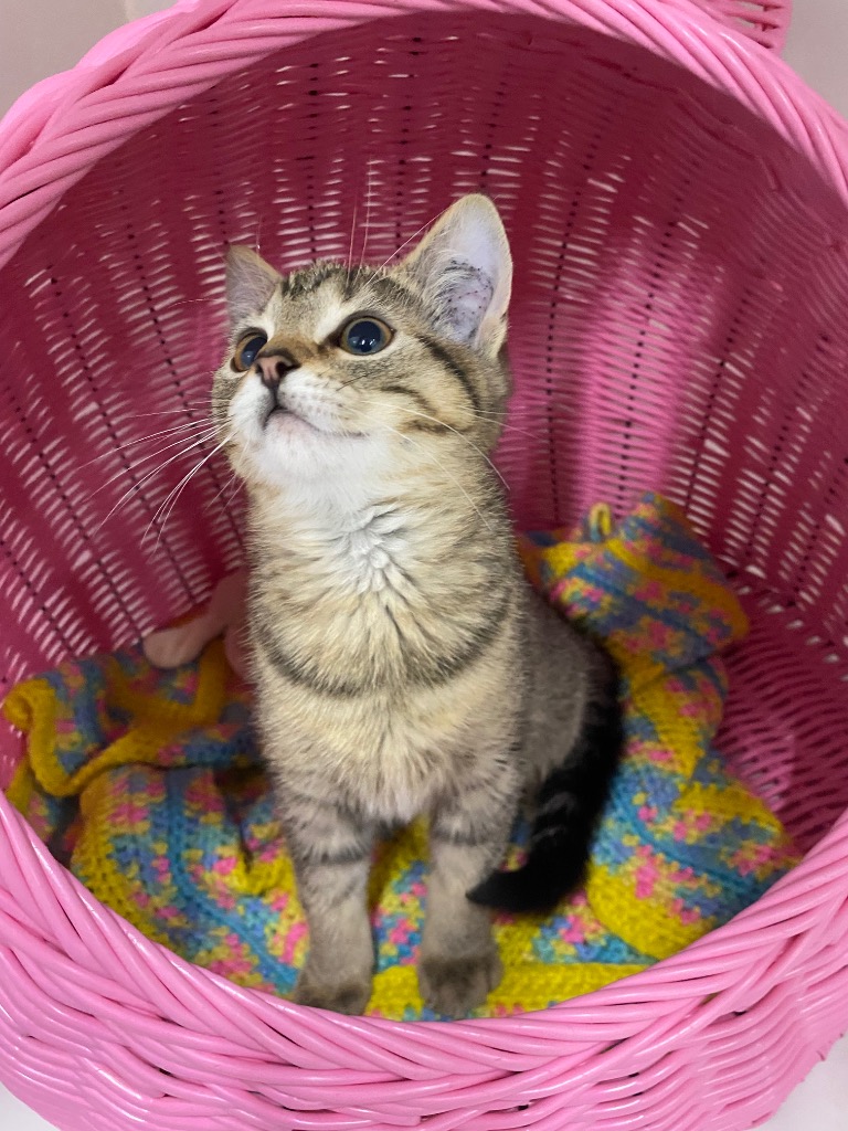 Issi - Female Domestic Short Hair (DSH) Mix Cat in TAS - PetRescue