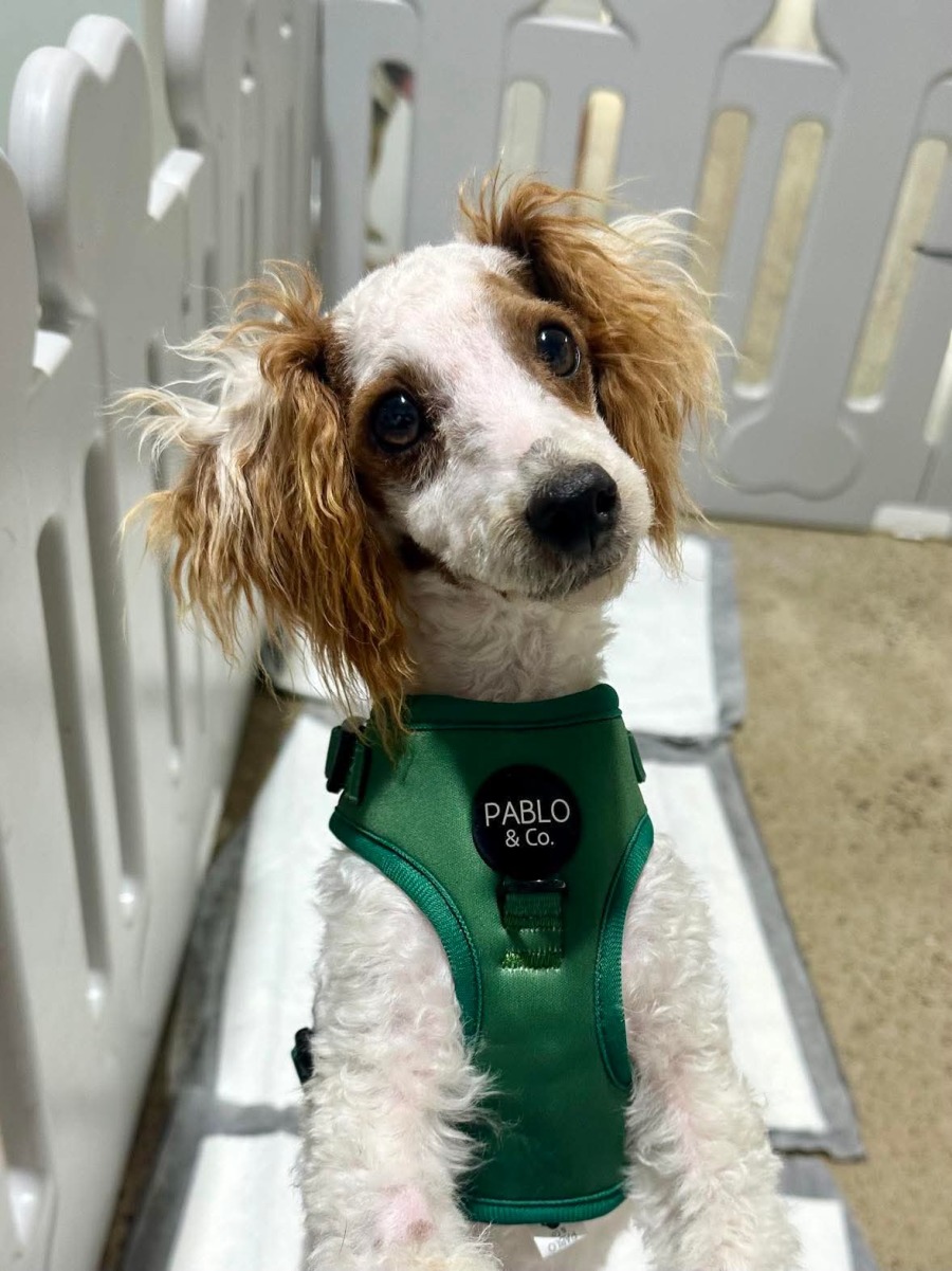Asher - Small Male Poodle Dog in QLD - PetRescue