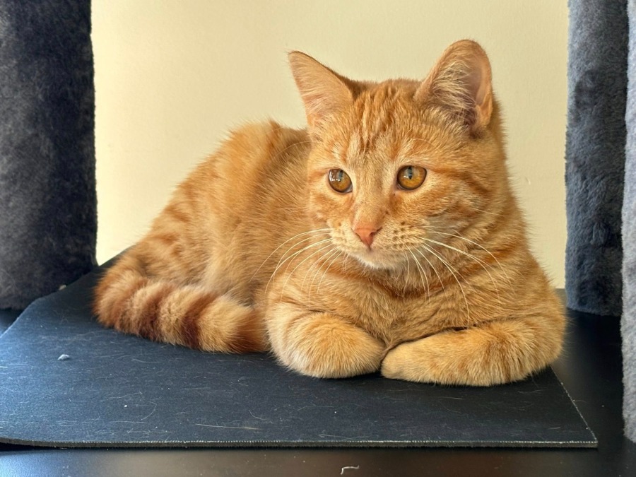 Bleu ** 2nd Chance Cat Rescue** - Male Domestic Short Hair (DSH) Cat in ...