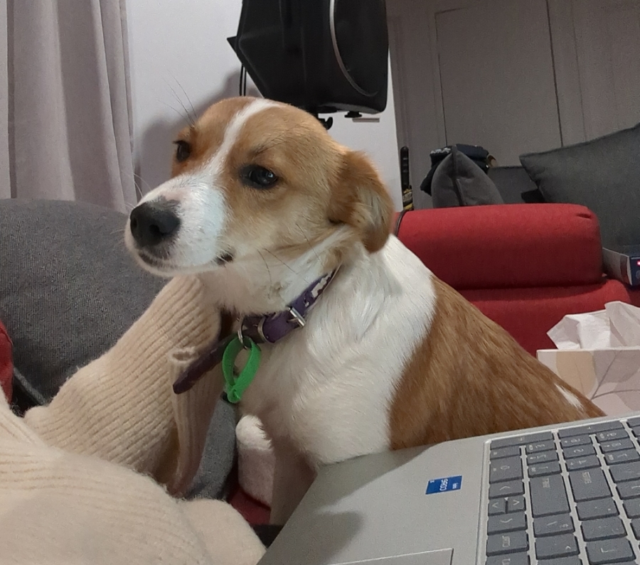 Sami - Small Female Jack Russell Terrier Dog in NSW - PetRescue