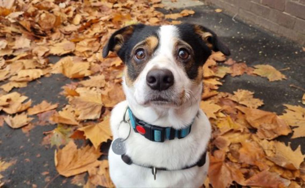Rodney - Medium Male Jack Russell Terrier Mix Dog in VIC - PetRescue