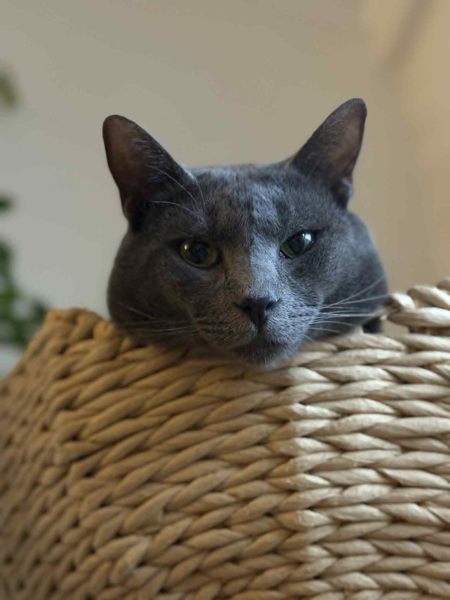 Petras - Male Russian Blue Cat in VIC - PetRescue