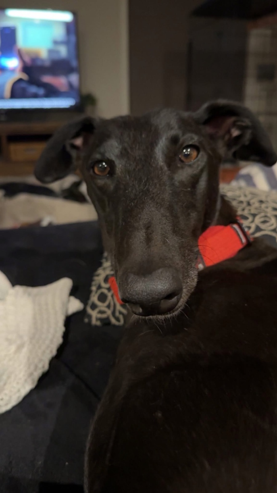 Voodoo - Large Male Greyhound Dog in VIC - PetRescue