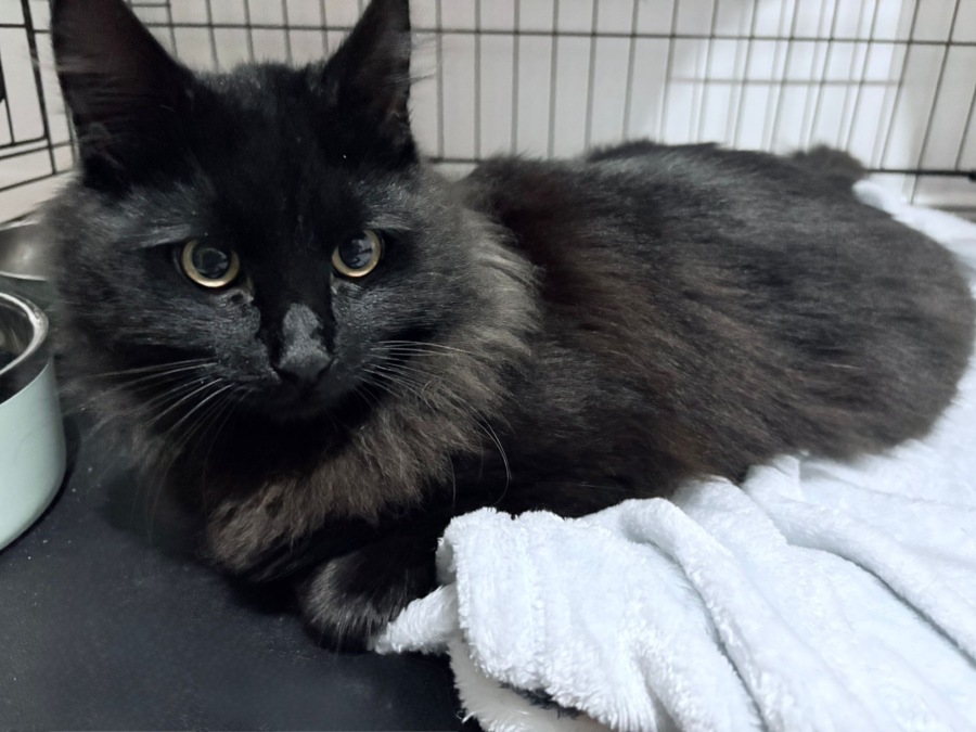 Licorice - Male Domestic Long Hair (DLH) Cat in VIC - PetRescue