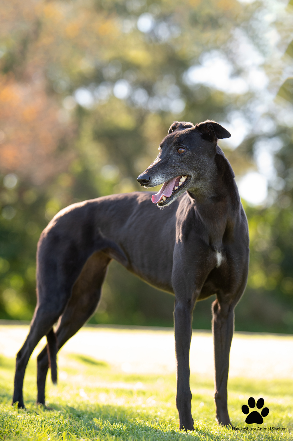 Jessie - Medium Female Greyhound Mix Dog in NSW - PetRescue
