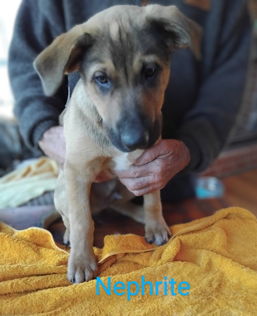 Nephrite - Large Male Rhodesian Ridgeback x German Shepherd Dog Mix Dog ...