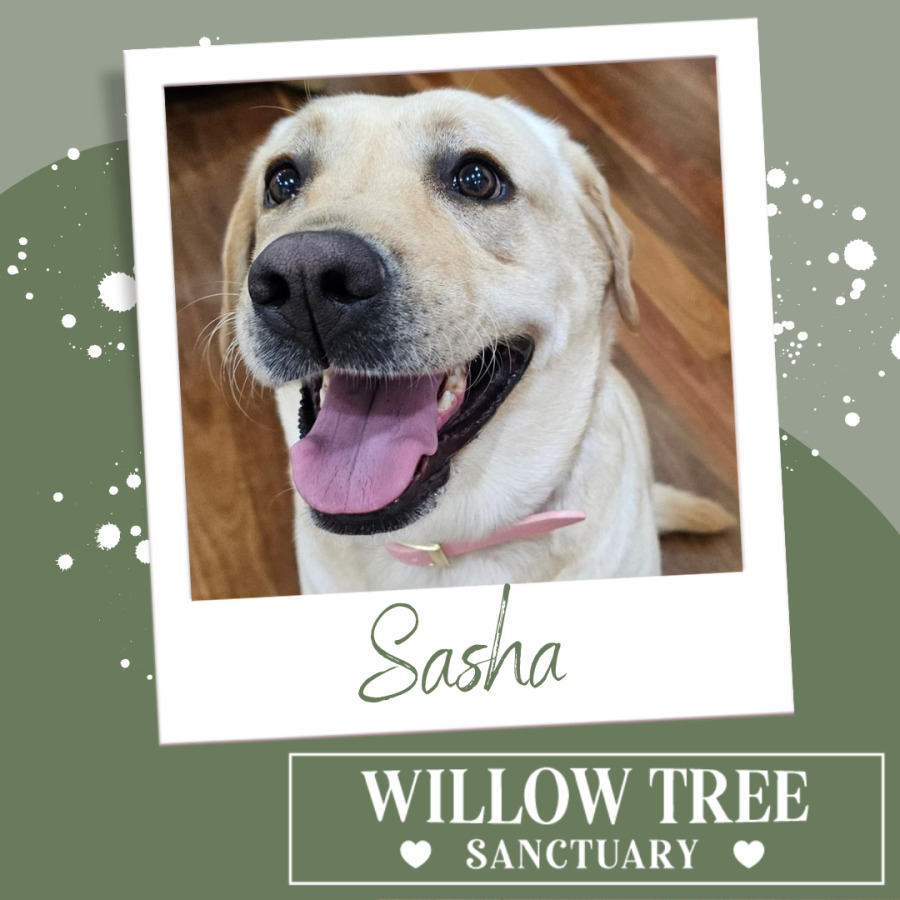 Sasha - Medium Female Labrador Retriever Dog in QLD - PetRescue