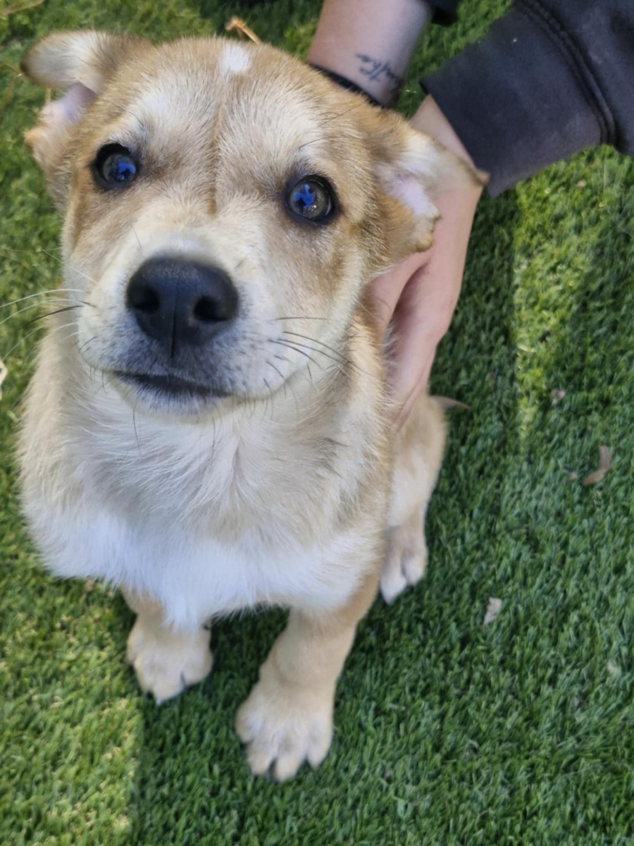 Rusty - Medium Male Border Collie x Australian Koolie Mix Dog in NSW - PetRescue