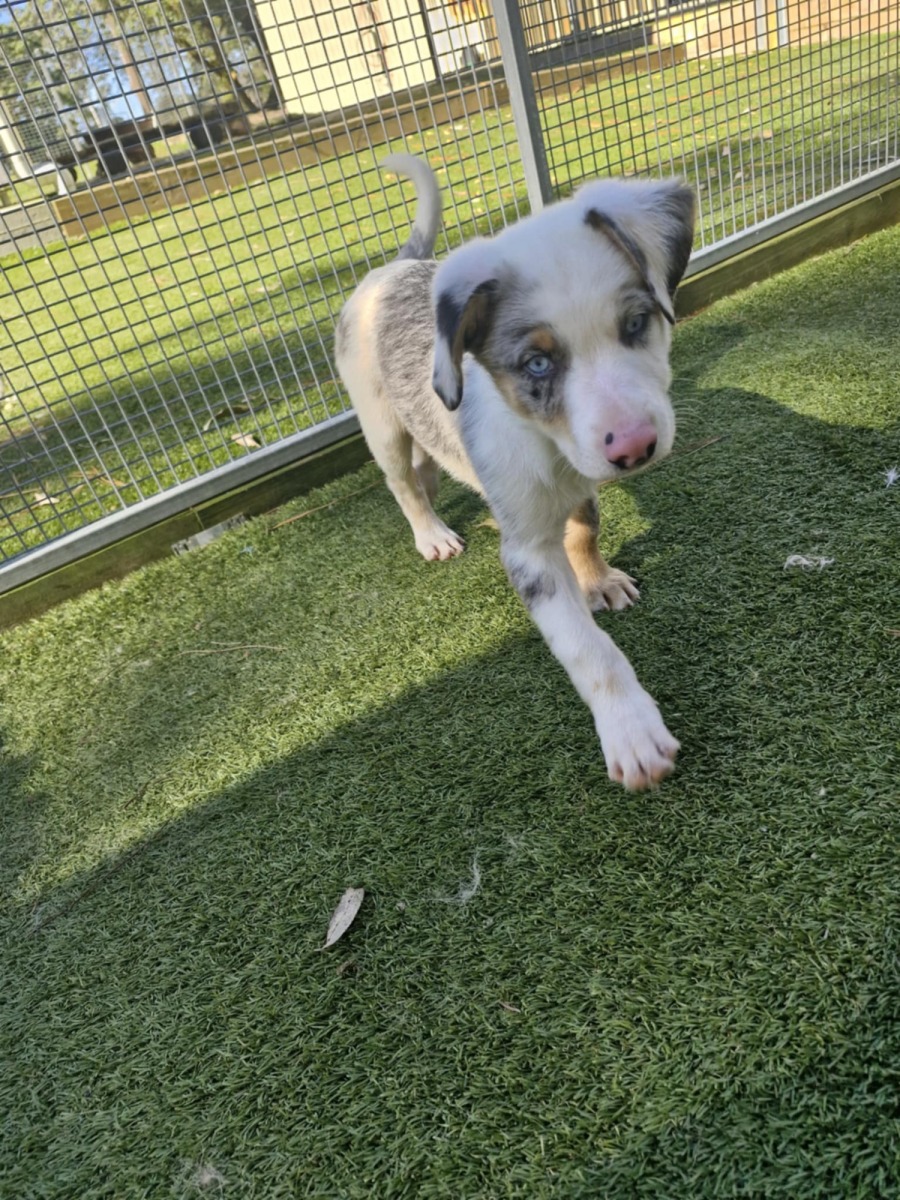 Winston - Medium Male Border Collie x Australian Koolie Dog in NSW ...