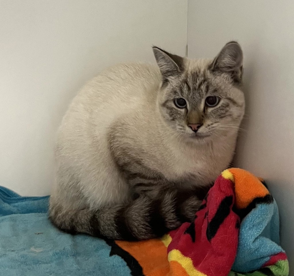 Elara - Female Domestic Short Hair x Ragdoll Mix Cat in QLD - PetRescue