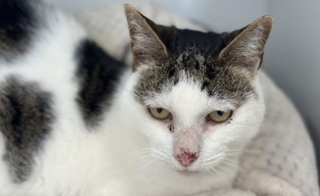 Reginald - Male Domestic Short Hair Mix Cat in VIC - PetRescue