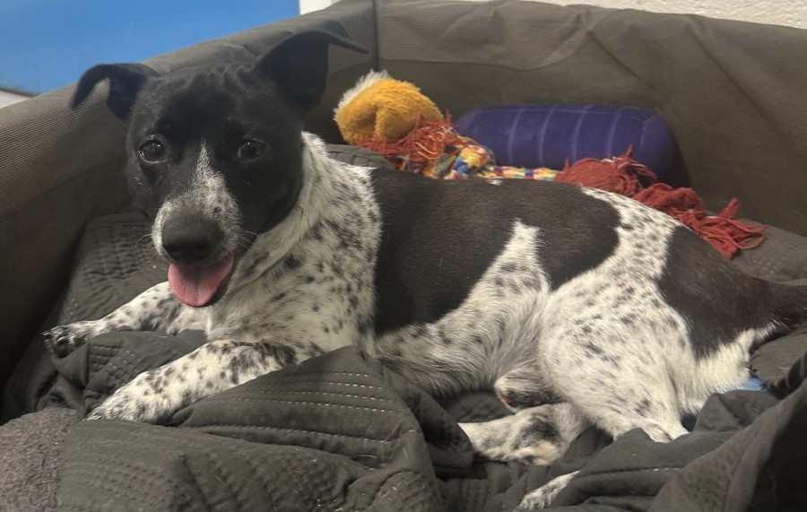 Roofus - Small Male Jack Russell Terrier Mix Dog in VIC - PetRescue