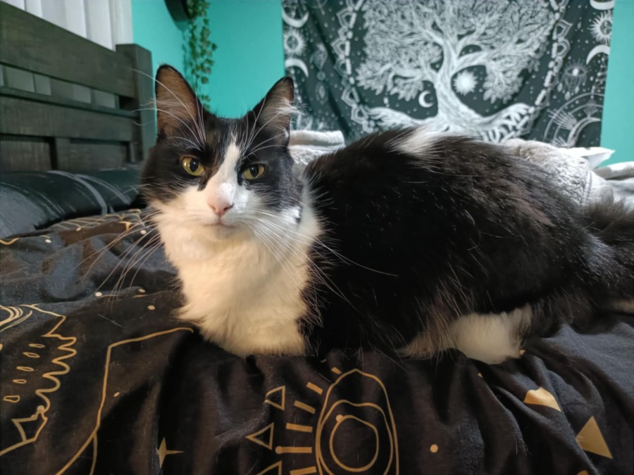 Waggin Tails Rescue - PetRescue