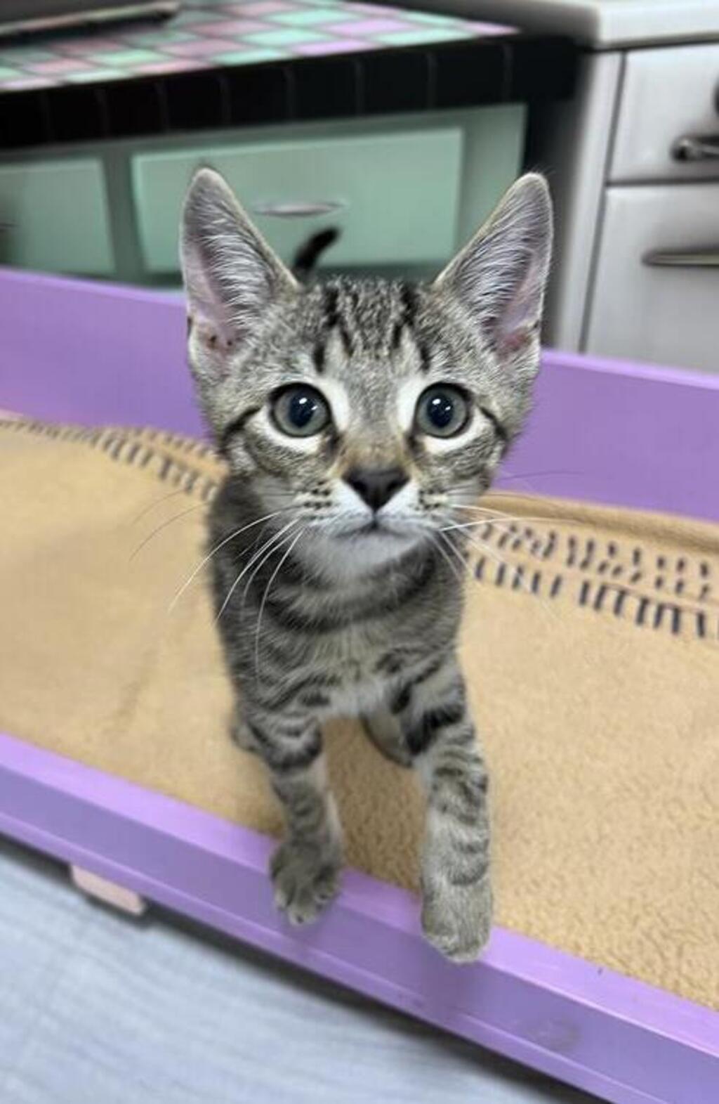 Luey - Male Domestic Short Hair Mix Cat in QLD - PetRescue