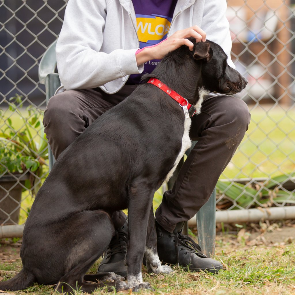 Bean - Large Male Border Collie x Australian Kelpie Mix Dog in QLD ...