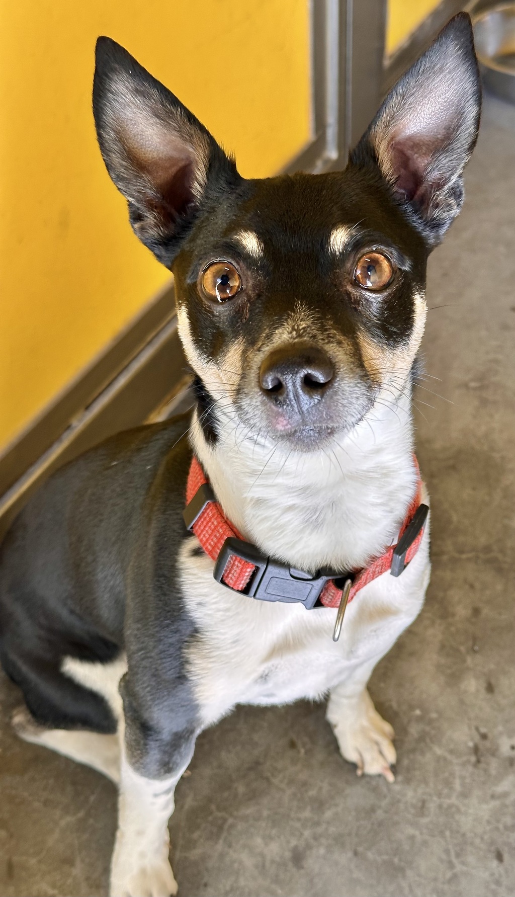 Puff - Small Male Miniature Fox Terrier Mix Dog in QLD - PetRescue