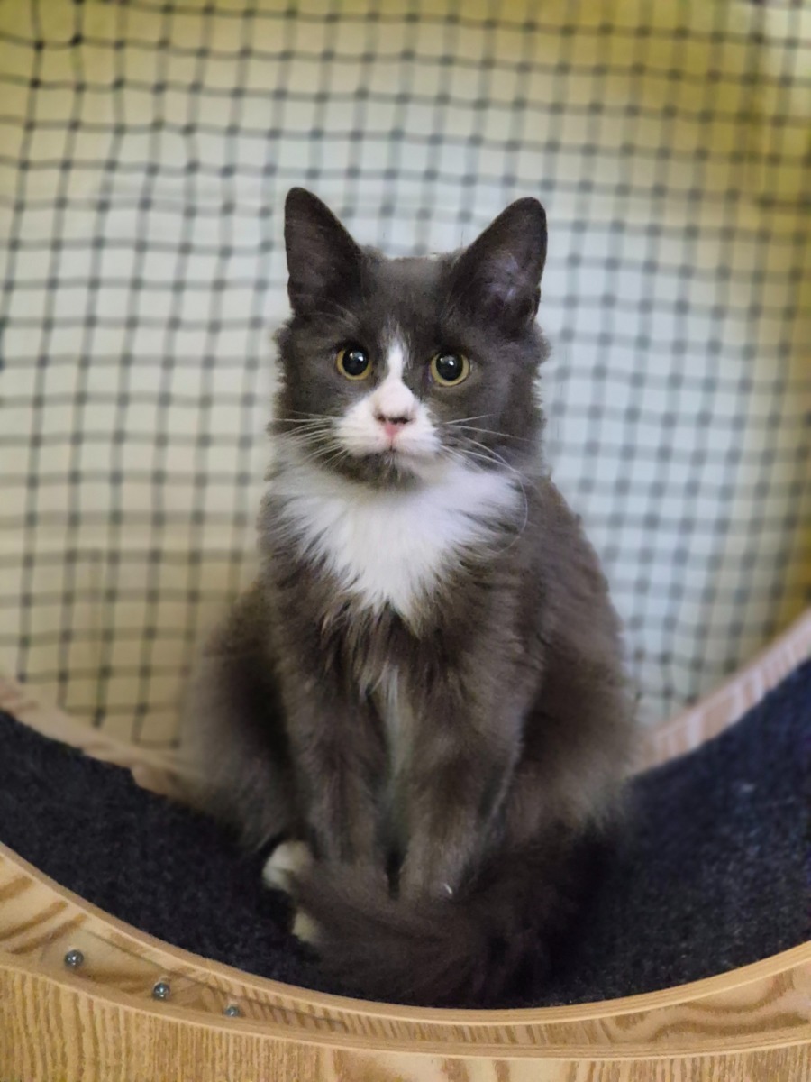 Marlee - Female Domestic Medium Hair (DMH) Cat in NSW - PetRescue