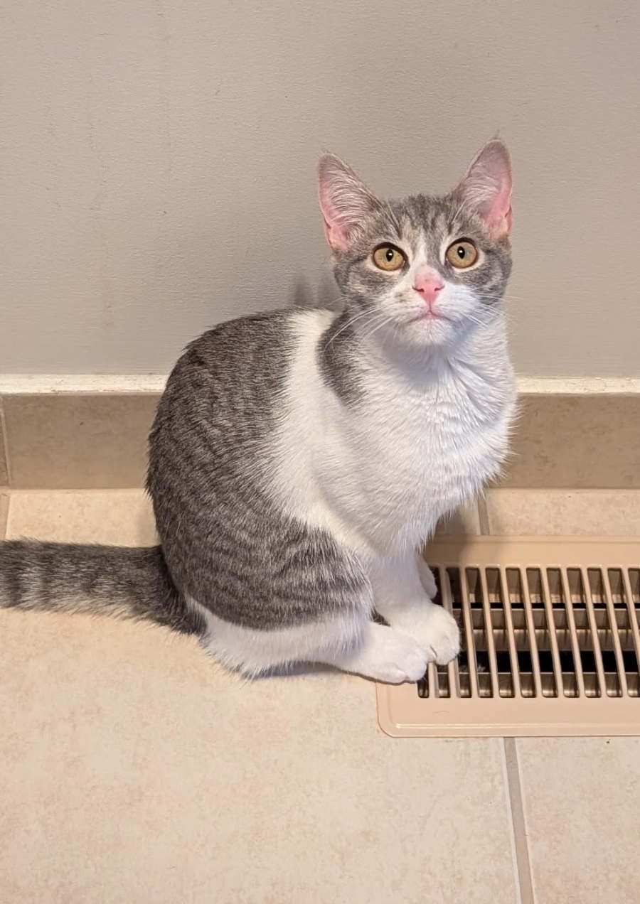 Orange Juice (OJ) - Female Domestic Short Hair (DSH) Cat in VIC - PetRescue
