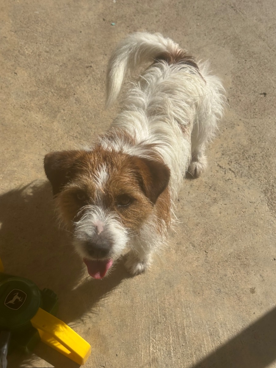Jackson (and Sav) - Small Male Jack Russell Terrier Dog in NSW - PetRescue