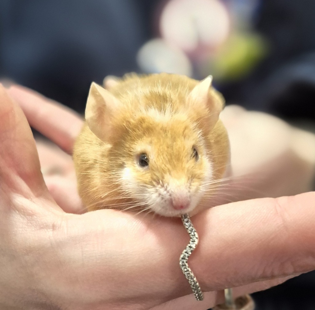 Hank - Male Mouse Mix Mouse in QLD - PetRescue