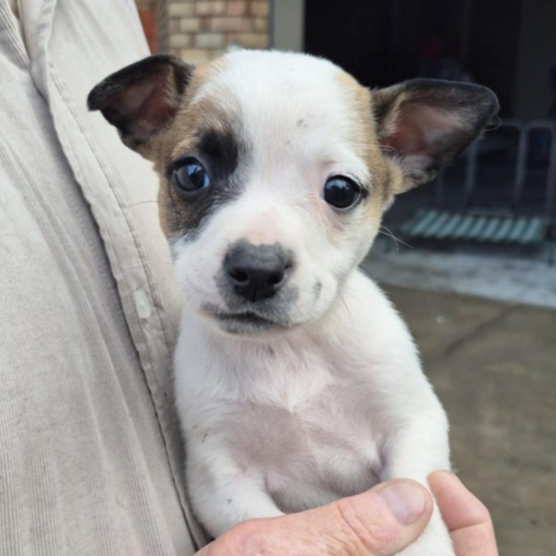 Beatles - Medium Male Staffordshire Bull Terrier Mix Dog in WA - PetRescue