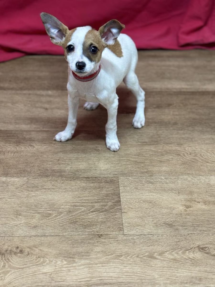 Dobby - Small Male Fox Terrier (Miniature) Dog in QLD - PetRescue