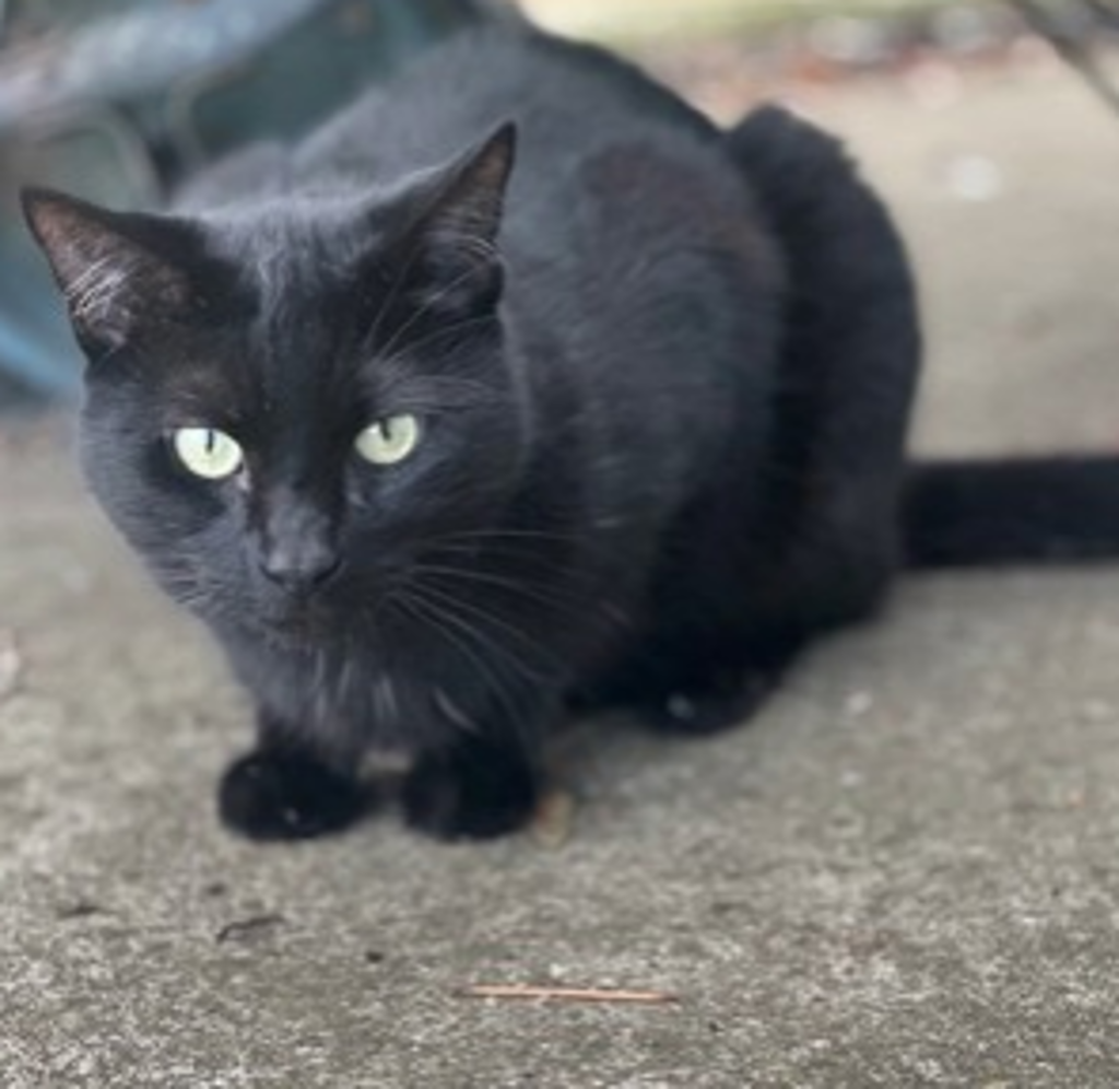 Flicker - Male Domestic Short Hair Mix Cat in VIC - PetRescue