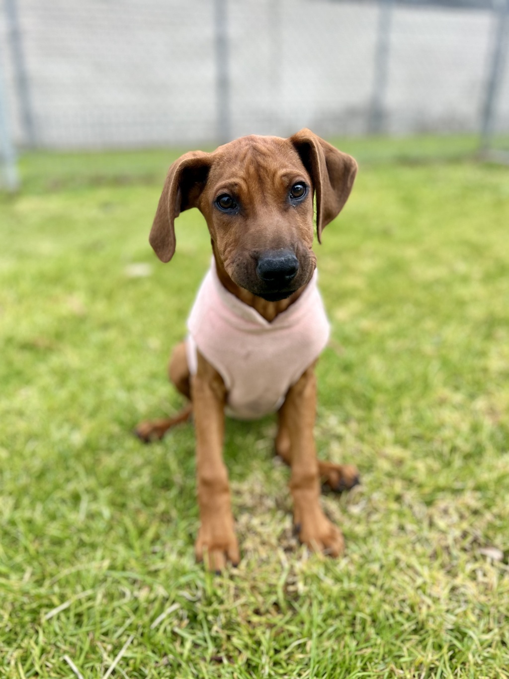 Artie - Medium Female Rhodesian Ridgeback Dog in VIC - PetRescue