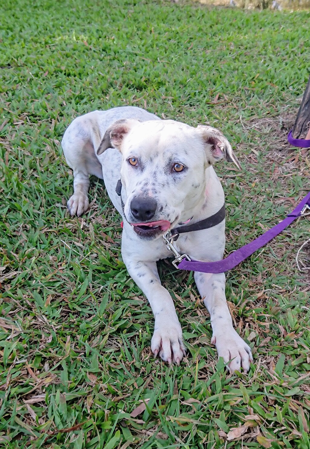 Angelica - Medium Female Australian Cattle Dog x English Staffordshire Bull Terrier Mix Dog in ...