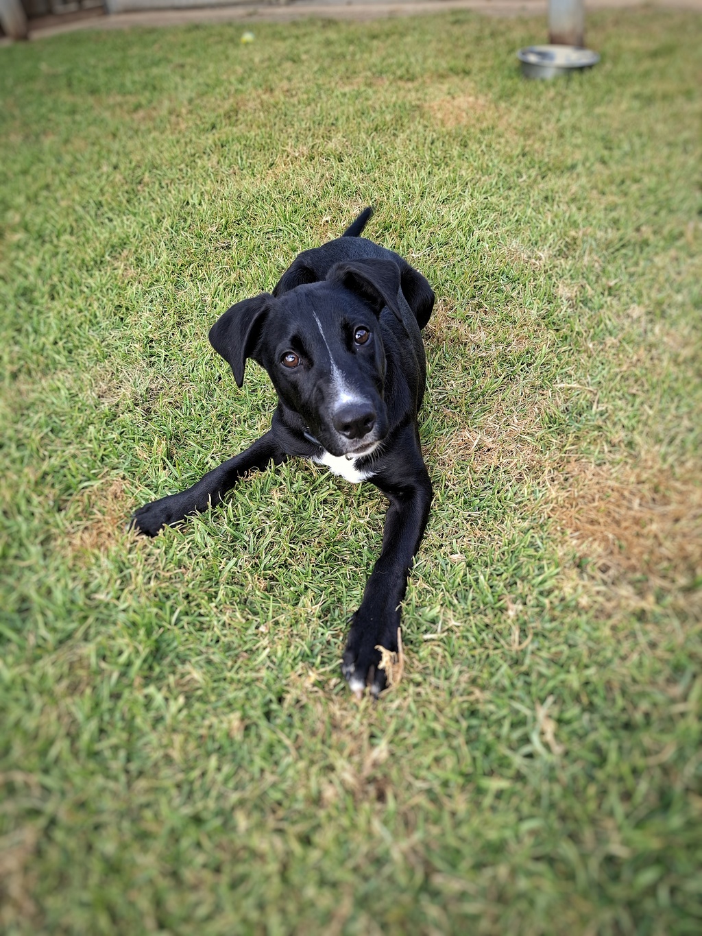 RSPCA Gympie - PetRescue