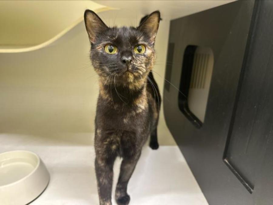 Winifred imp 2018 - Female Domestic Short Hair (DSH) Cat in NSW - PetRescue