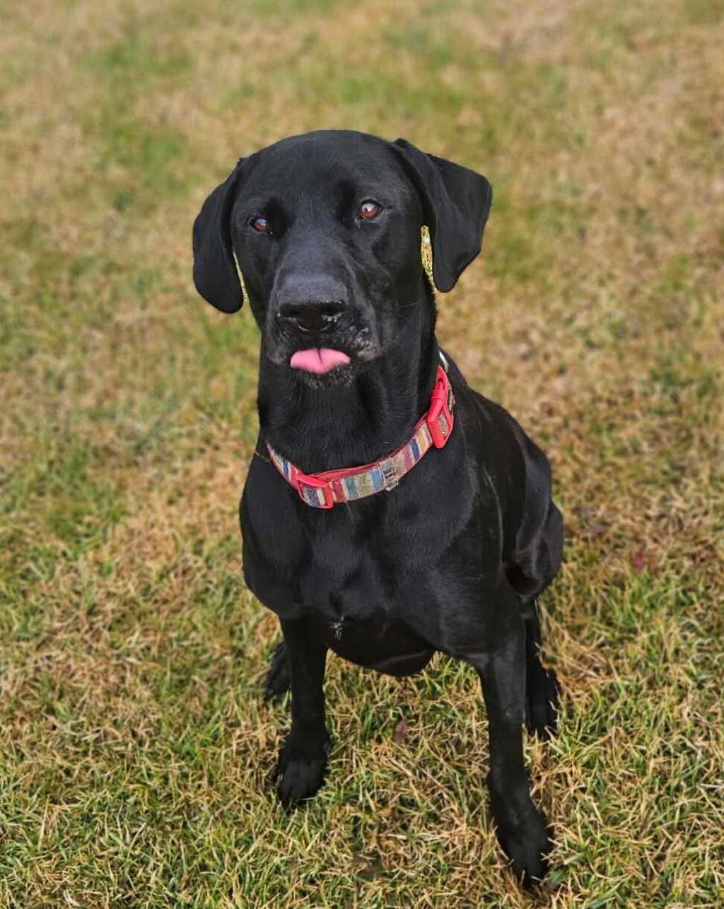 Angel - Large Female German Shorthaired Pointer x Rottweiler Mix Dog in ...