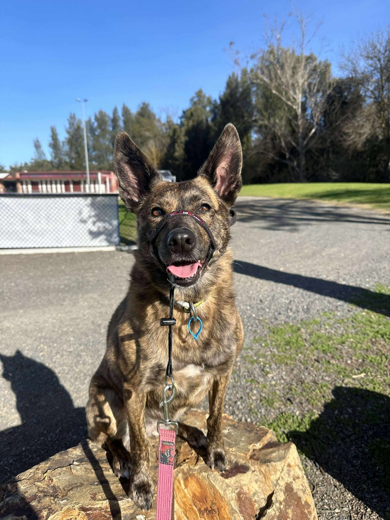 Tigra - Medium Female Whippet x Mixed breed Mix Dog in VIC - PetRescue