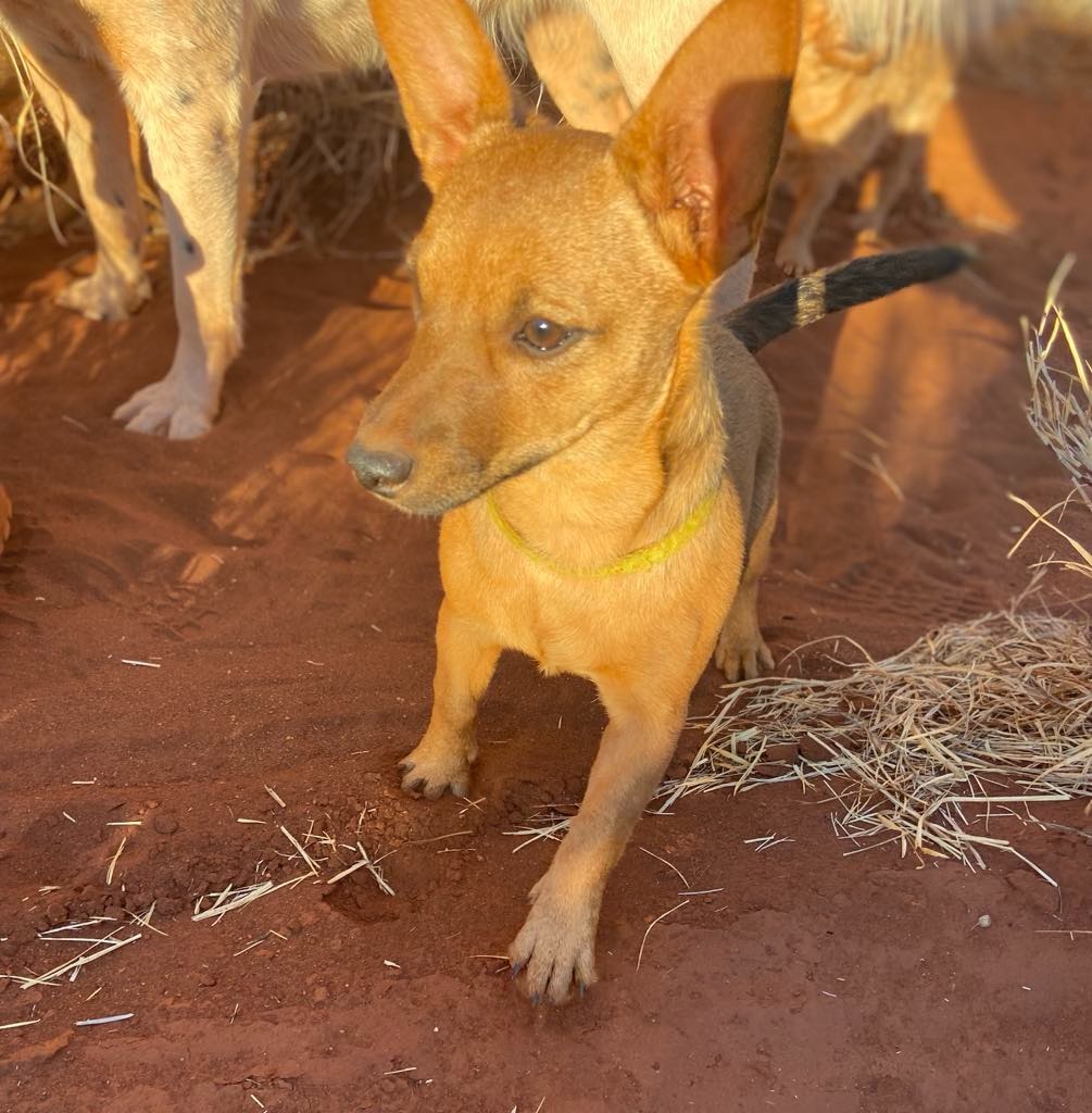 Sniggers - Small Female Mixed breed Dog in WA - PetRescue