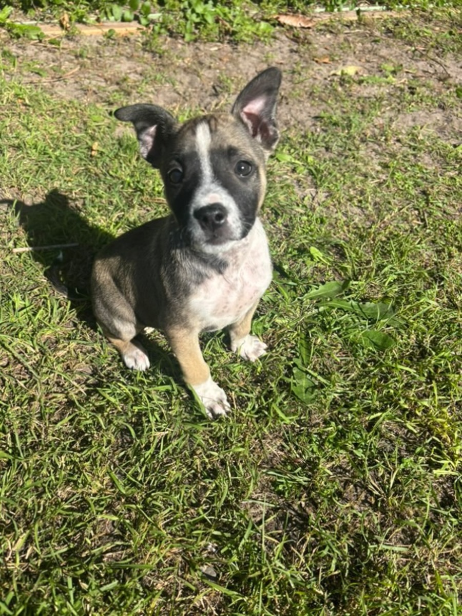 Navee - Medium Female American Staffordshire Terrier x Australian ...