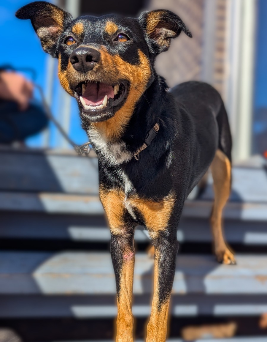 Isla - Medium Female Australian Kelpie Dog in VIC - PetRescue