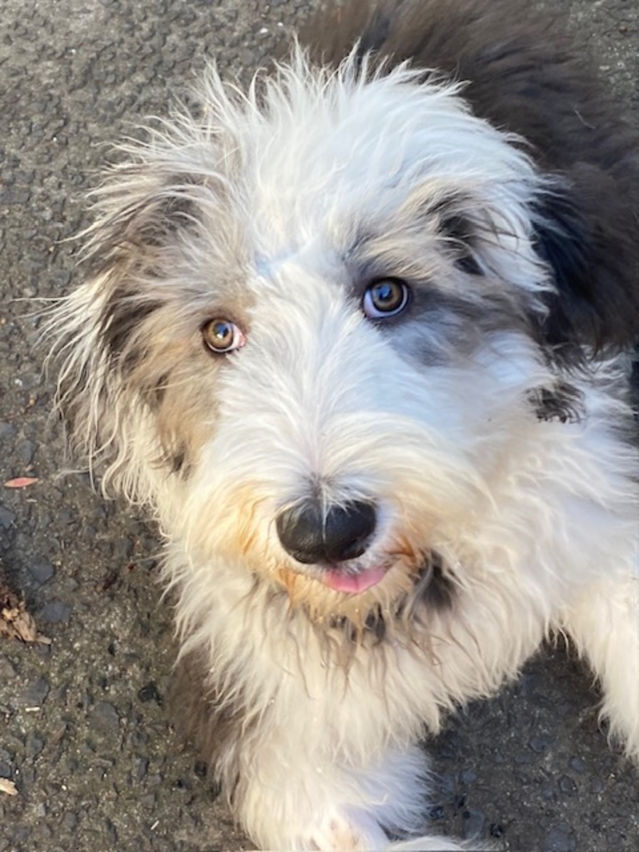 Buster - Medium Male Mixed breed Dog in NSW - PetRescue