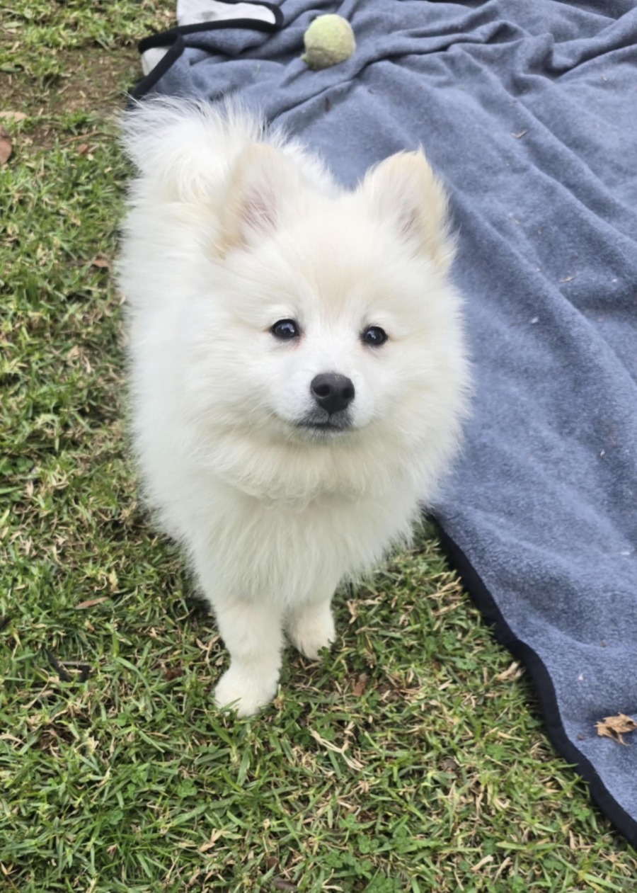 Tsuyoshi - Small Female Japanese Spitz Mix Dog in VIC - PetRescue